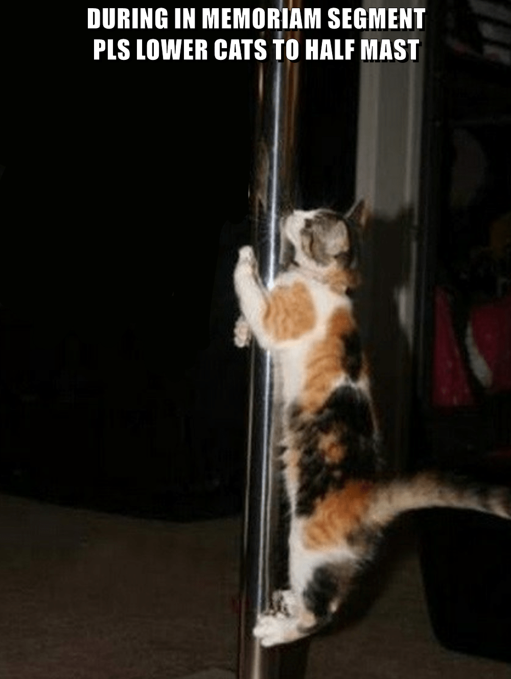 DURING IN MEMORIAM SEGMENT PLS LOWER CATS TO HALF MAST - Lolcats - lol ...