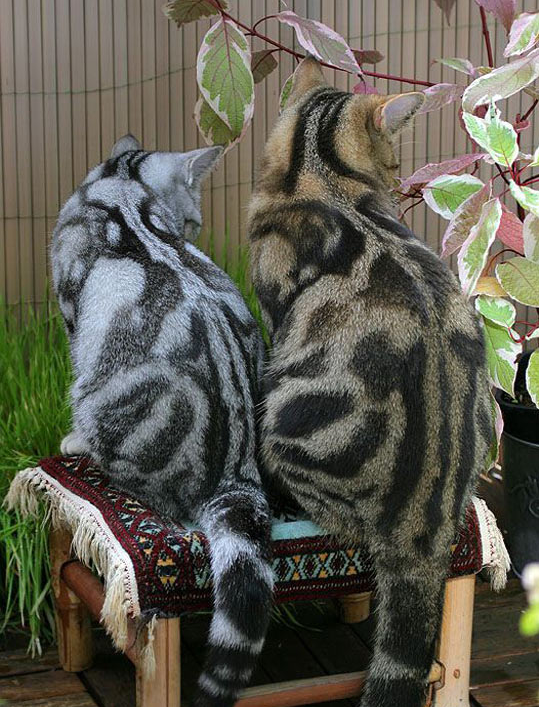 Have You Ever Seen Such Gorgeous Colors? - I Can Has Cheezburger?