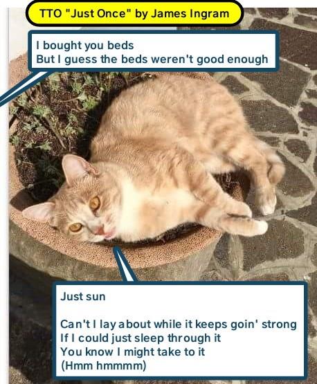 "Just Sun" - Lolcats - lol | cat memes | funny cats | funny cat ...