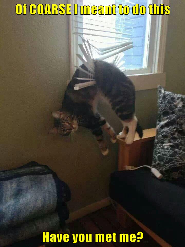 DUH...jeez - Lolcats - lol | cat memes | funny cats | funny cat ...