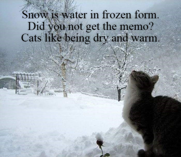 Winter Wonderland my *cough!* - Lolcats - lol | cat memes | funny cats ...