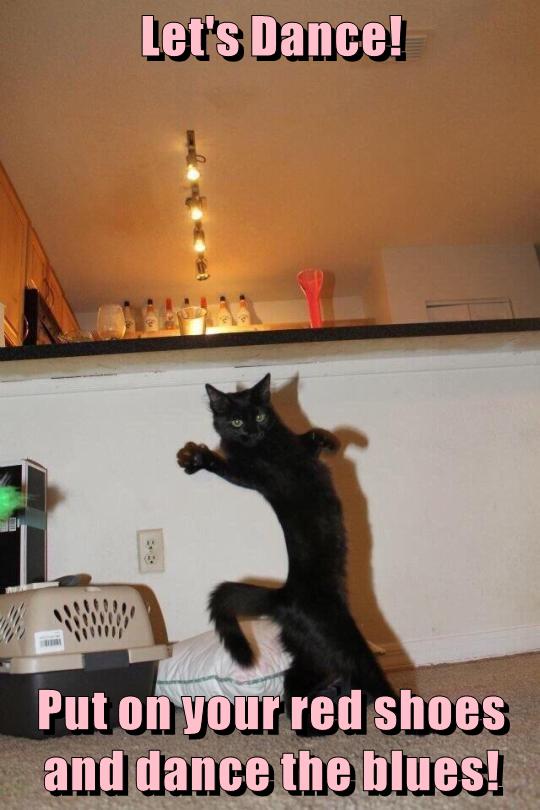 Let's Dance! - Lolcats - lol | cat memes | funny cats | funny cat ...