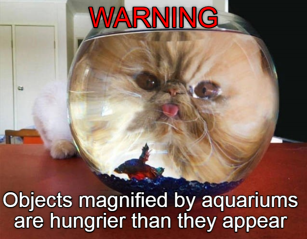 No need to tell fishy that... - Lolcats - lol | cat memes | funny cats ...