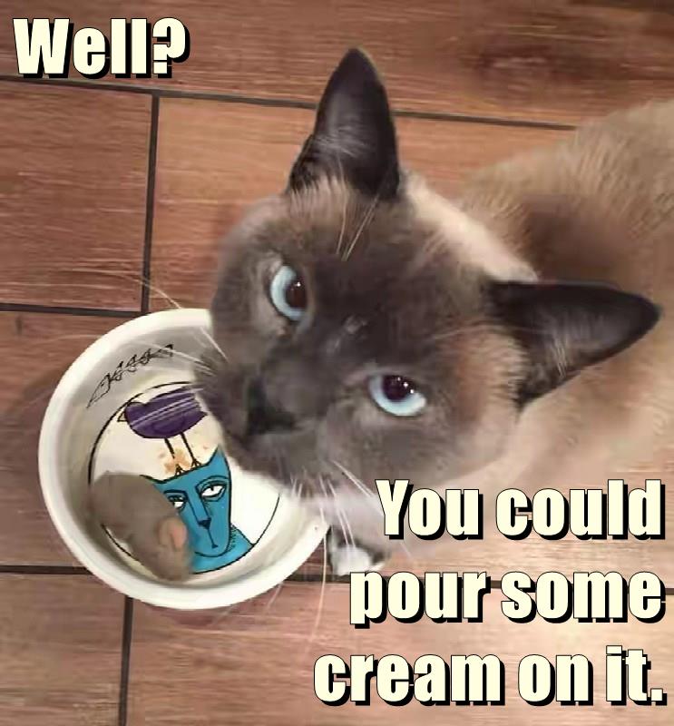 Cream it. - Lolcats - lol | cat memes | funny cats | funny cat pictures ...