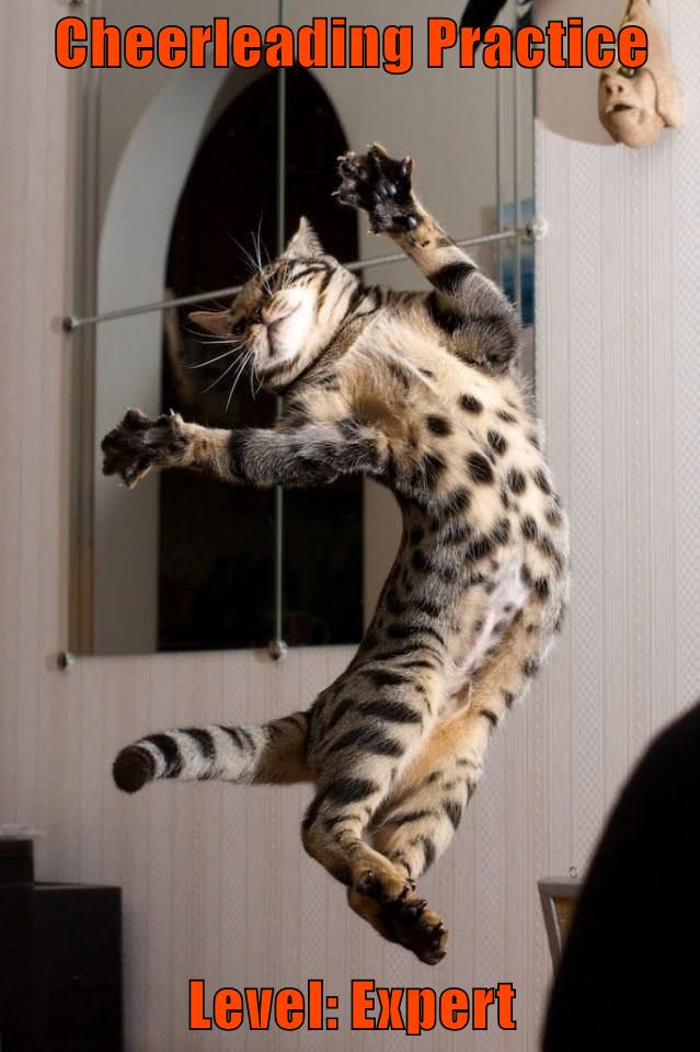 Cheerleading Practice Level: Expert - Lolcats - lol | cat memes | funny ...