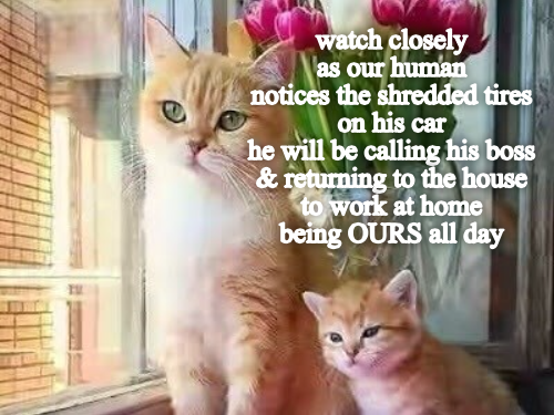 You will be working from home today - Lolcats - lol | cat memes | funny ...