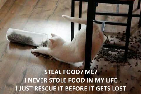STEAL FOOD? ME? I NEVER STOLE FOOD IN MY LIFE I JUST RESCUE IT BEFORE ...