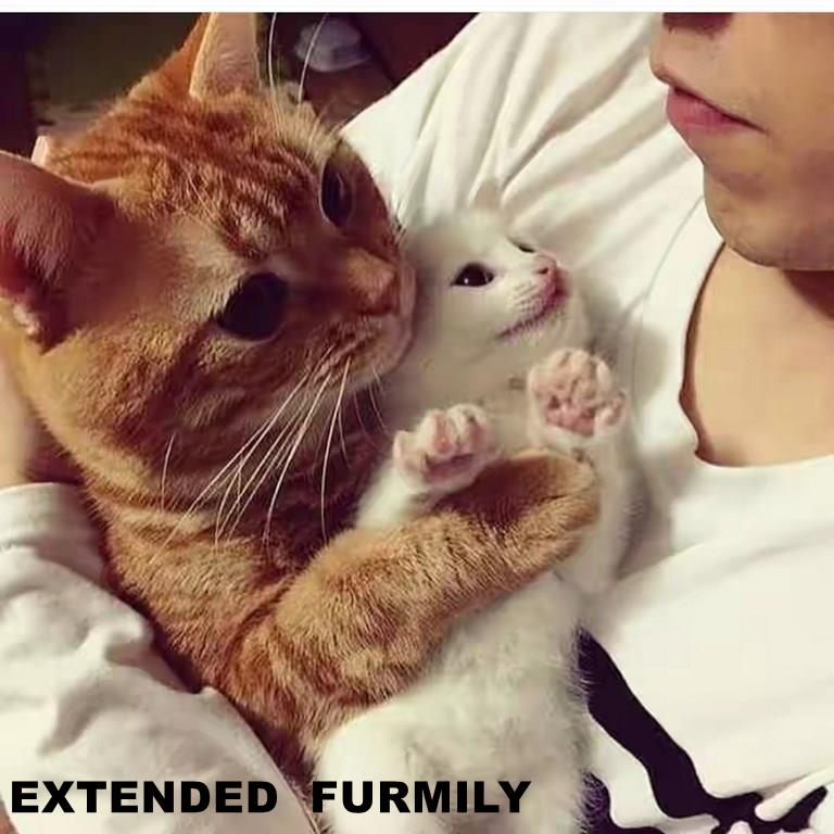 EXTENDED FURMILY - Lolcats - lol | cat memes | funny cats | funny cat ...