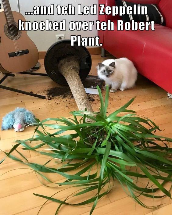 ...and teh Led Zeppelin knocked over teh Robert Plant. - Lolcats - lol ...