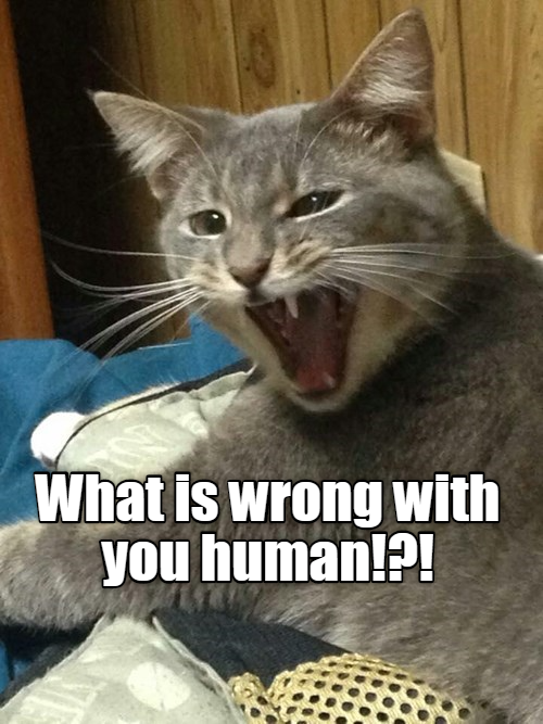 Good question! - Lolcats - lol | cat memes | funny cats | funny cat ...
