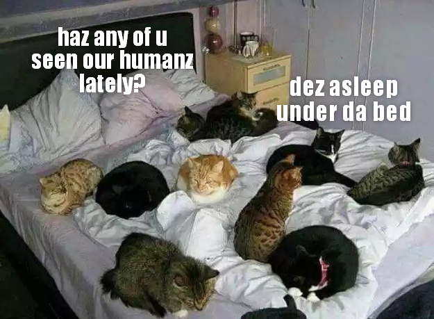 well THAT'S a relief - Lolcats - lol | cat memes | funny cats | funny ...