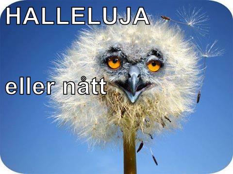 HALLELUJA eller nått - Animal Comedy - Animal Comedy, funny animals ...