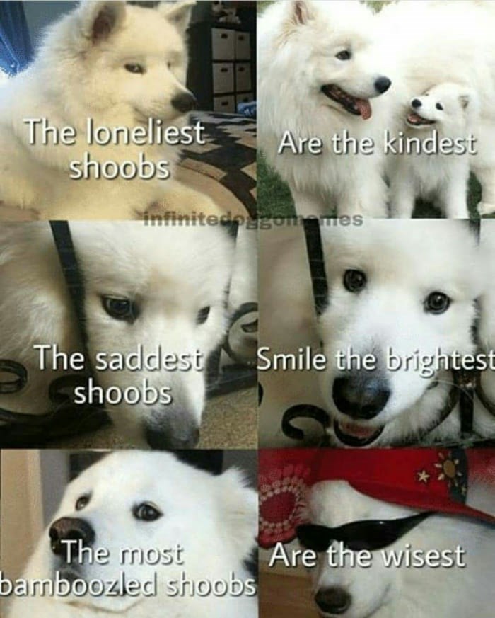 The Shoobs - I Has A Hotdog - Dog Pictures - Funny pictures of dogs ...