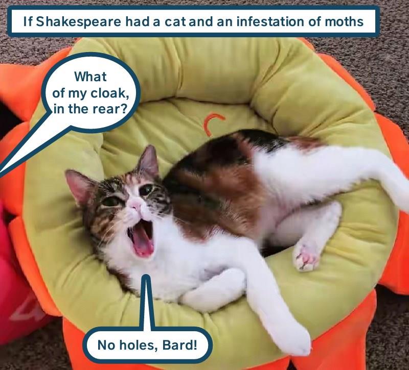 If Shakespeare had a cat - Lolcats - lol | cat memes | funny cats ...