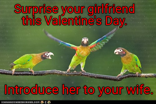 Surprise, surprise, surprise! - Animal Comedy - Animal Comedy, funny ...