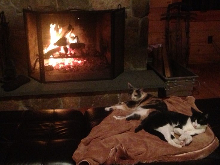 Cats by the fire - Cats N' Kittens - Cat Pictures - Cute Kittens