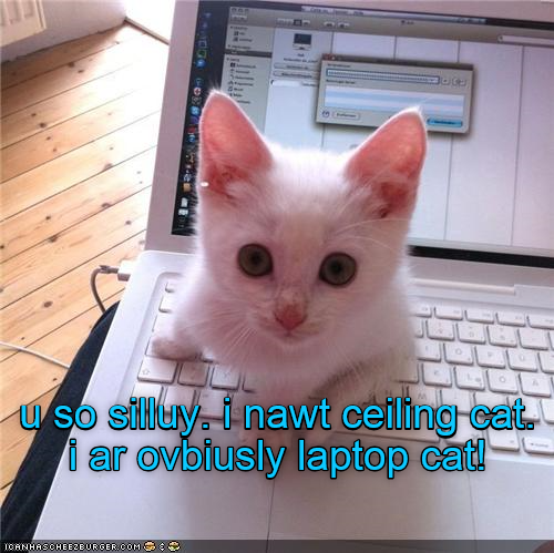 Laptop cat - Lolcats - lol | cat memes | funny cats | funny cat ...