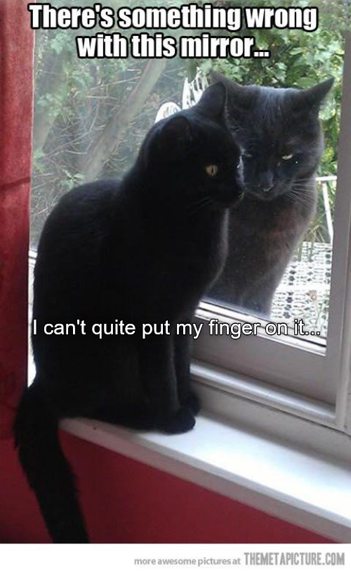 There something wrong - Lolcats - lol | cat memes | funny cats | funny ...