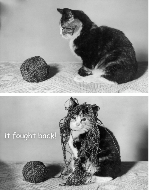 It fought back! - Lolcats - lol | cat memes | funny cats | funny cat ...