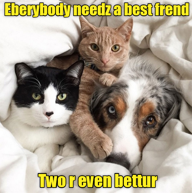 Best friends - Lolcats - lol | cat memes | funny cats | funny cat ...