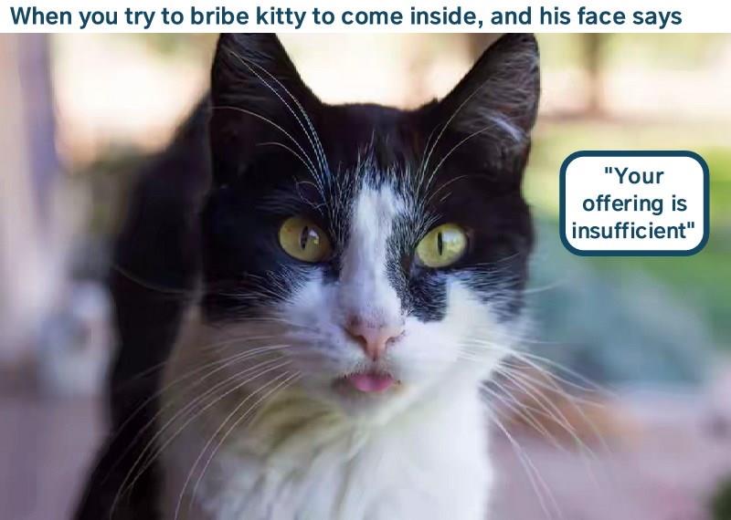 Kittehs: masters of non-verbal communication - Lolcats - lol | cat ...