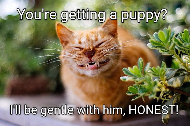 Never trust a smiling cat - Lolcats - lol | cat memes | funny cats ...