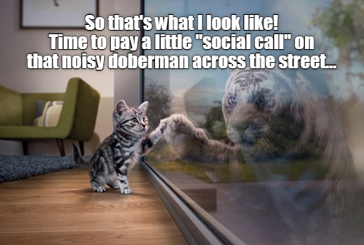 Whoa, slow down, kitty! - Lolcats - lol | cat memes | funny cats ...