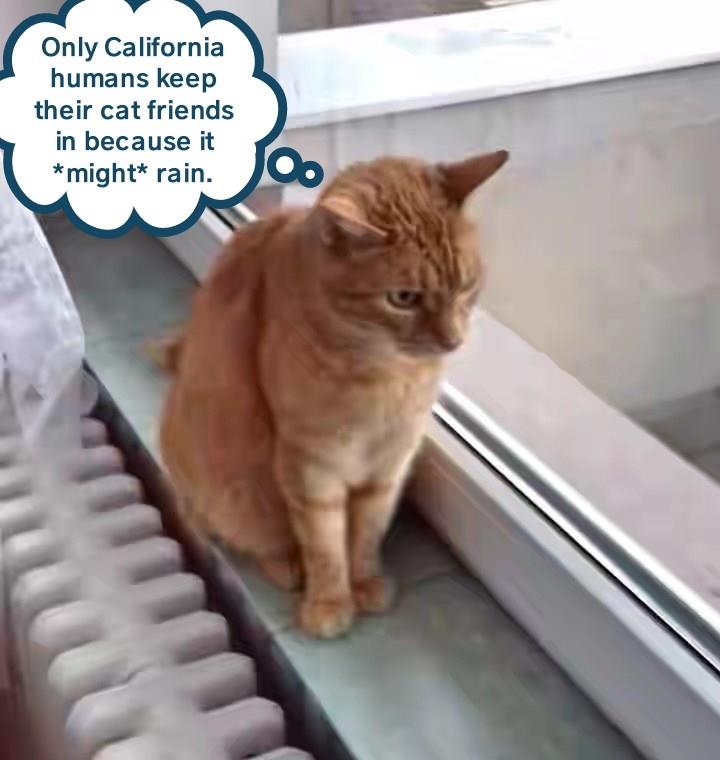 Indoor-outdoor kitteh hassa vexed - Lolcats - lol | cat memes | funny ...