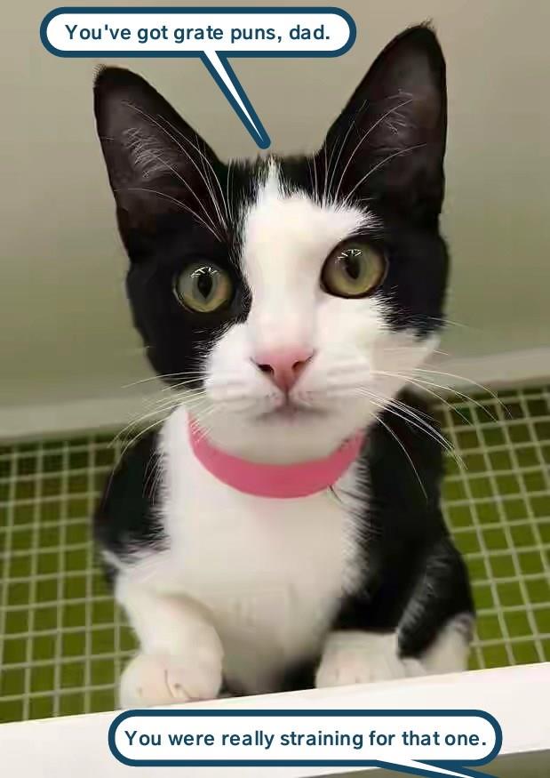 Kitteh is meshing with the truth - Lolcats - lol | cat memes | funny ...