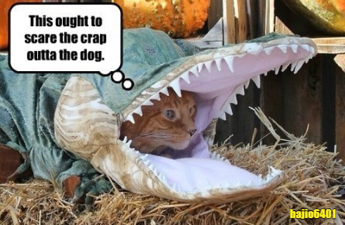 Alligator-cat - Lolcats - lol | cat memes | funny cats | funny cat ...