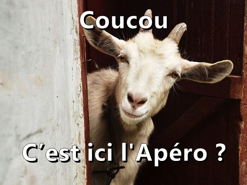 Coucou C’est ici l'Apéro ? - Animal Comedy - Animal Comedy, funny ...