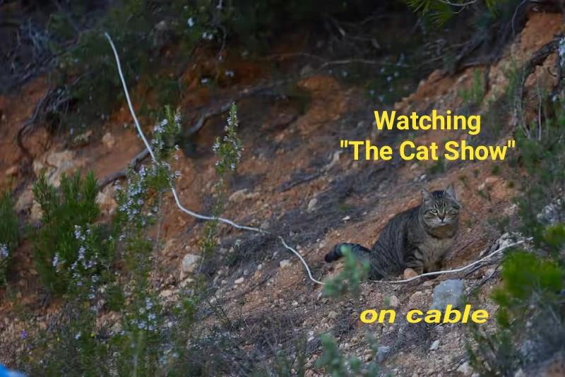 Watching "The Cat Show" on cable - Lolcats - lol | cat memes | funny ...