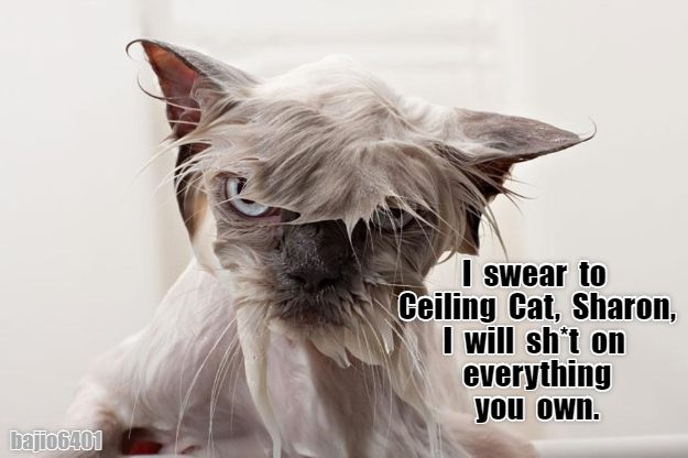 I swear - Lolcats - lol | cat memes | funny cats | funny cat pictures ...