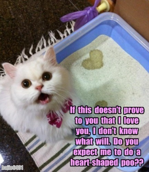 True Love Proof - Lolcats - lol | cat memes | funny cats | funny cat ...