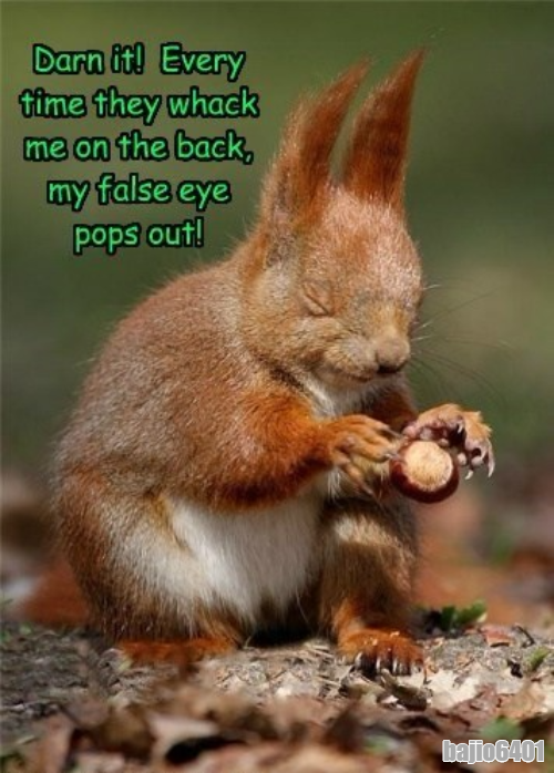 Whoops! - Animal Comedy - Animal Comedy, funny animals, animal gifs