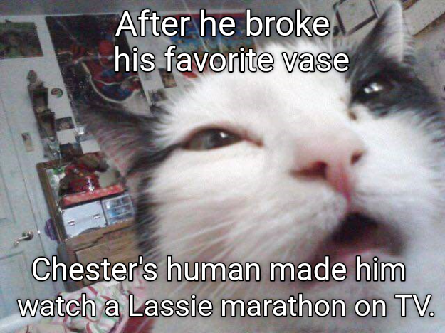 Poor, poor Chester - Lolcats - lol | cat memes | funny cats | funny cat ...