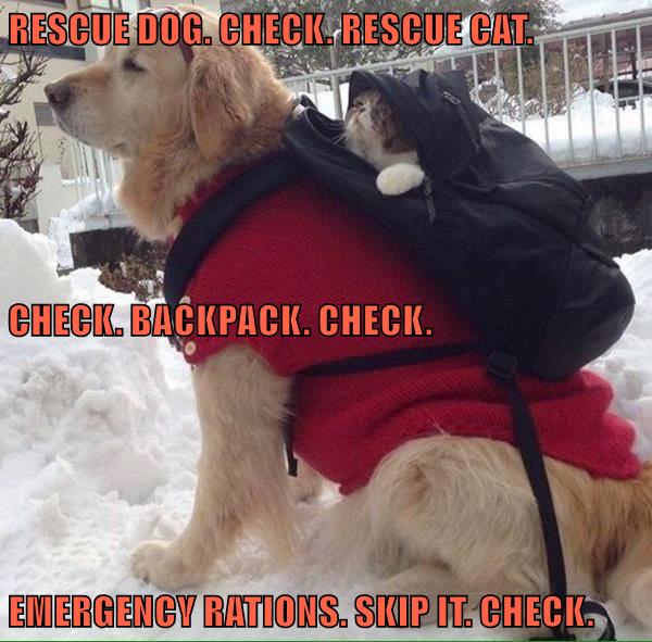 RESCUE DOG. CHECk - I Has A Hotdog - Dog Pictures - Funny pictures of ...