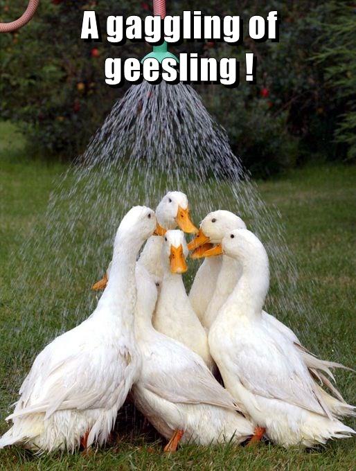 A gaggling of geesling ! - Animal Comedy - Animal Comedy, funny animals ...