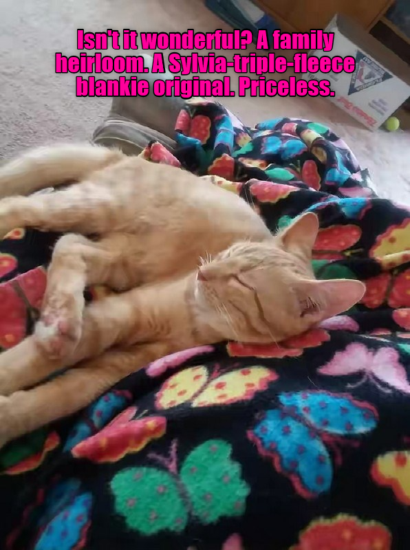 Remember? - Lolcats - lol | cat memes | funny cats | funny cat pictures ...