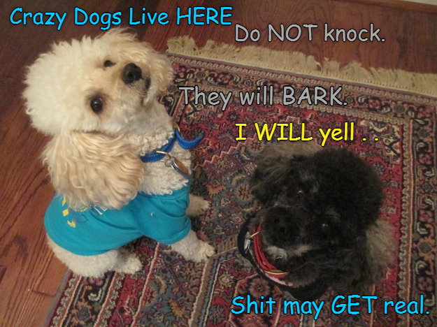 Crazy Dogs Live HERE - I Has A Hotdog - Dog Pictures - Funny pictures ...