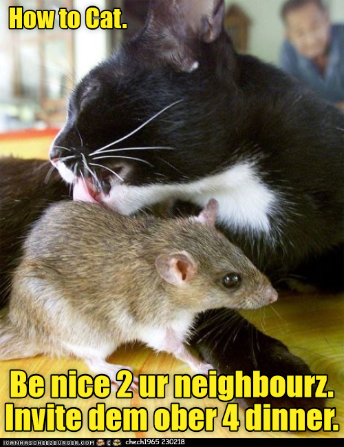 How 2 Cat. - Lolcats - lol | cat memes | funny cats | funny cat ...