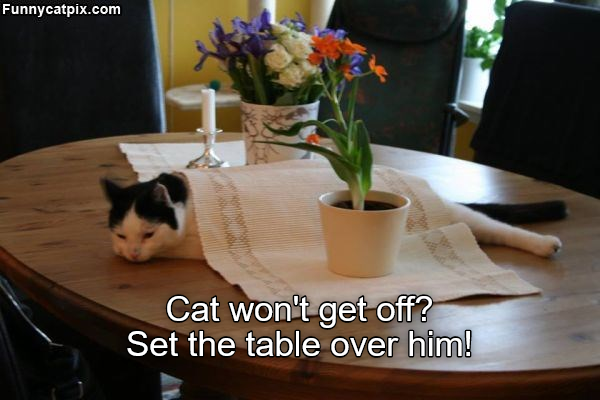 Table setting - Lolcats - lol | cat memes | funny cats | funny cat ...