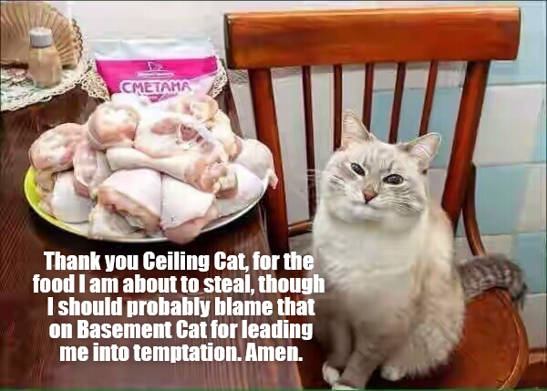 Thank you Ceiling Cat - Lolcats - lol | cat memes | funny cats | funny ...