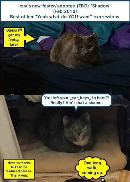 Shadow hassa tortitude - Lolcats - lol | cat memes | funny cats | funny ...
