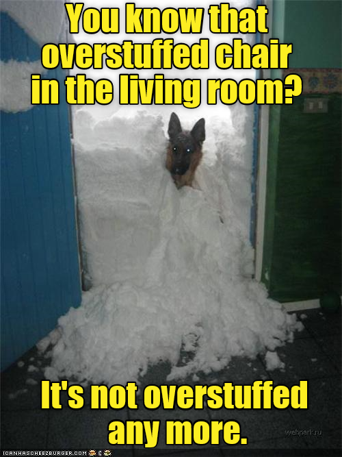 Dog Meme It Just Exploded What Is The Next Big Meme Coin To Explode?