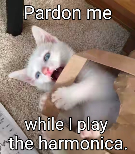Whenever I hear blues music... - Lolcats - lol | cat memes | funny cats ...