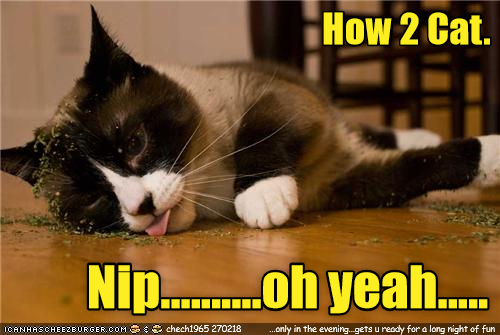 How 2 Cat. - Lolcats - lol | cat memes | funny cats | funny cat ...