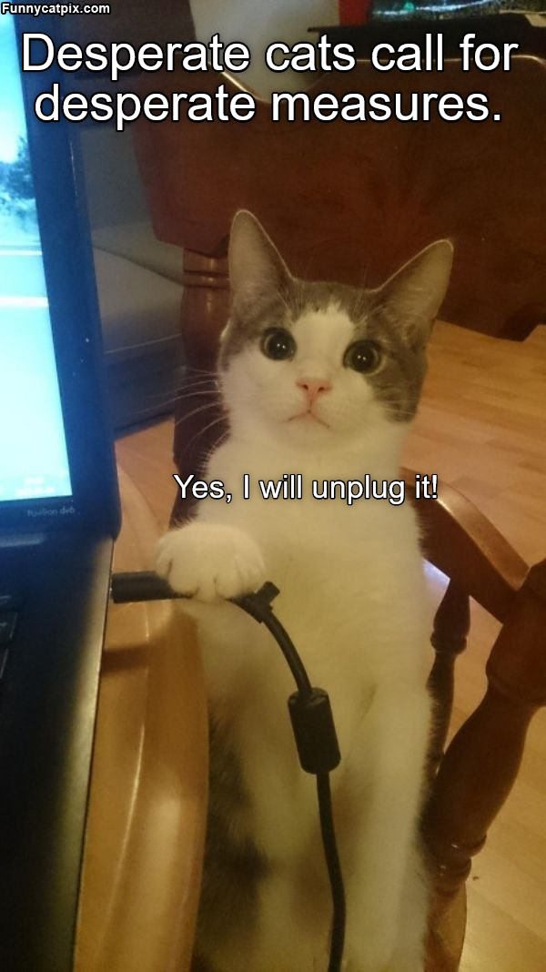 Yes I will unplug it - Lolcats - lol | cat memes | funny cats | funny ...