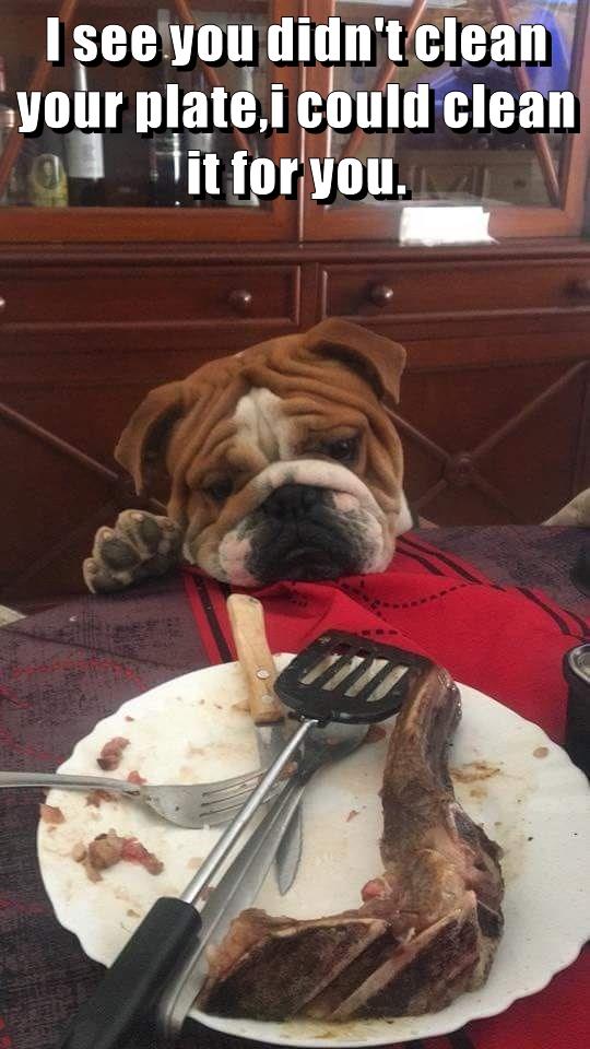 I see you didn't clean your plate... - I Has A Hotdog - Dog Pictures ...