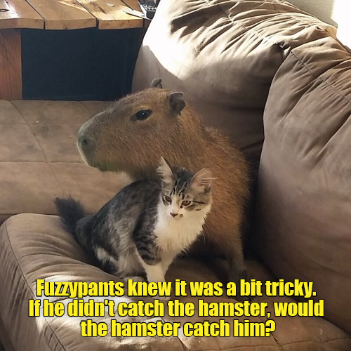 He looks dangerous - Lolcats - lol | cat memes | funny cats | funny cat ...